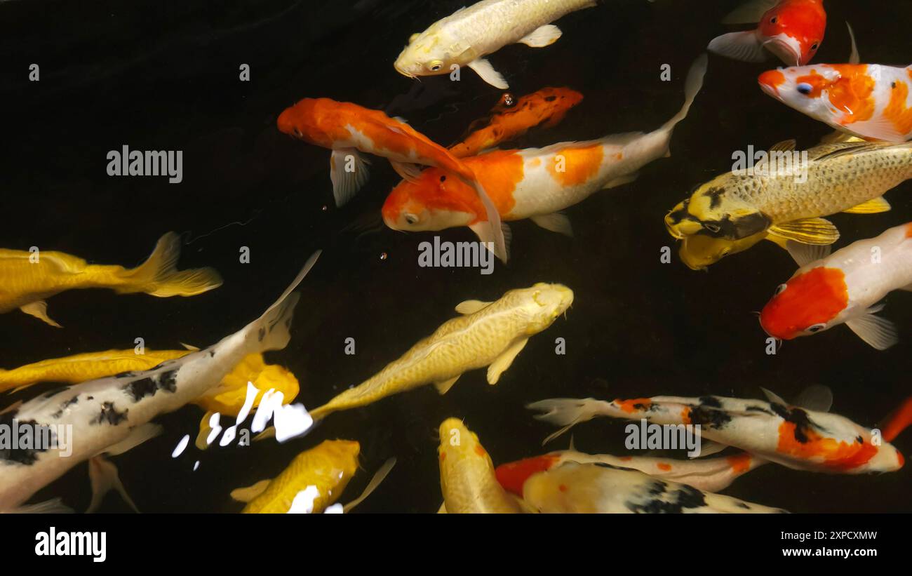 Top view many colorful Koi fish or Japanese Koi carp swimming freely in ...