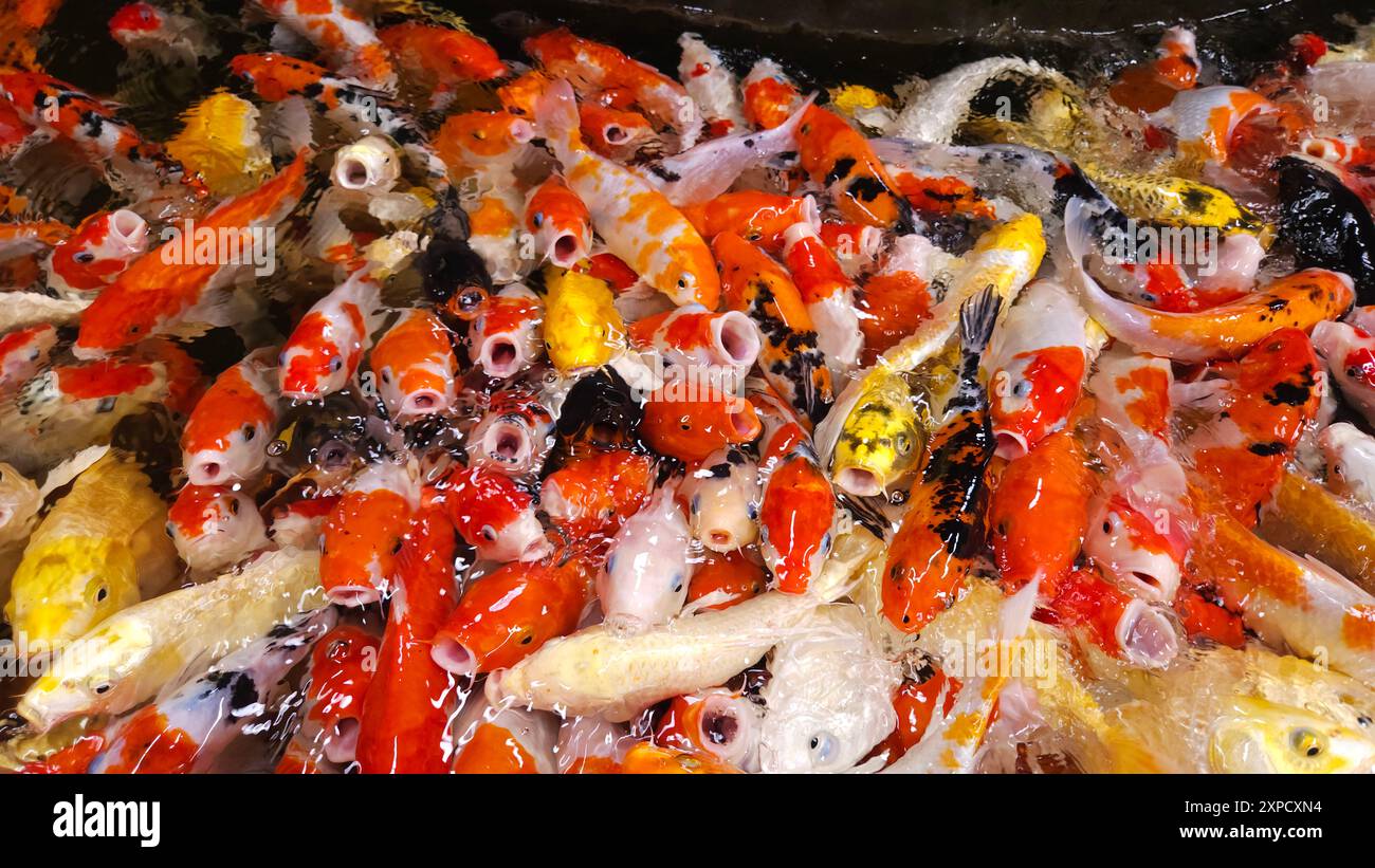 Top view many colorful Koi fish or Japanese Koi carp swimming freely in ...