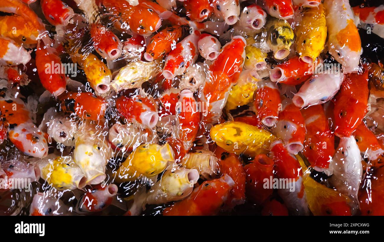 Top view many colorful Koi fish or Japanese Koi carp swimming freely in ...