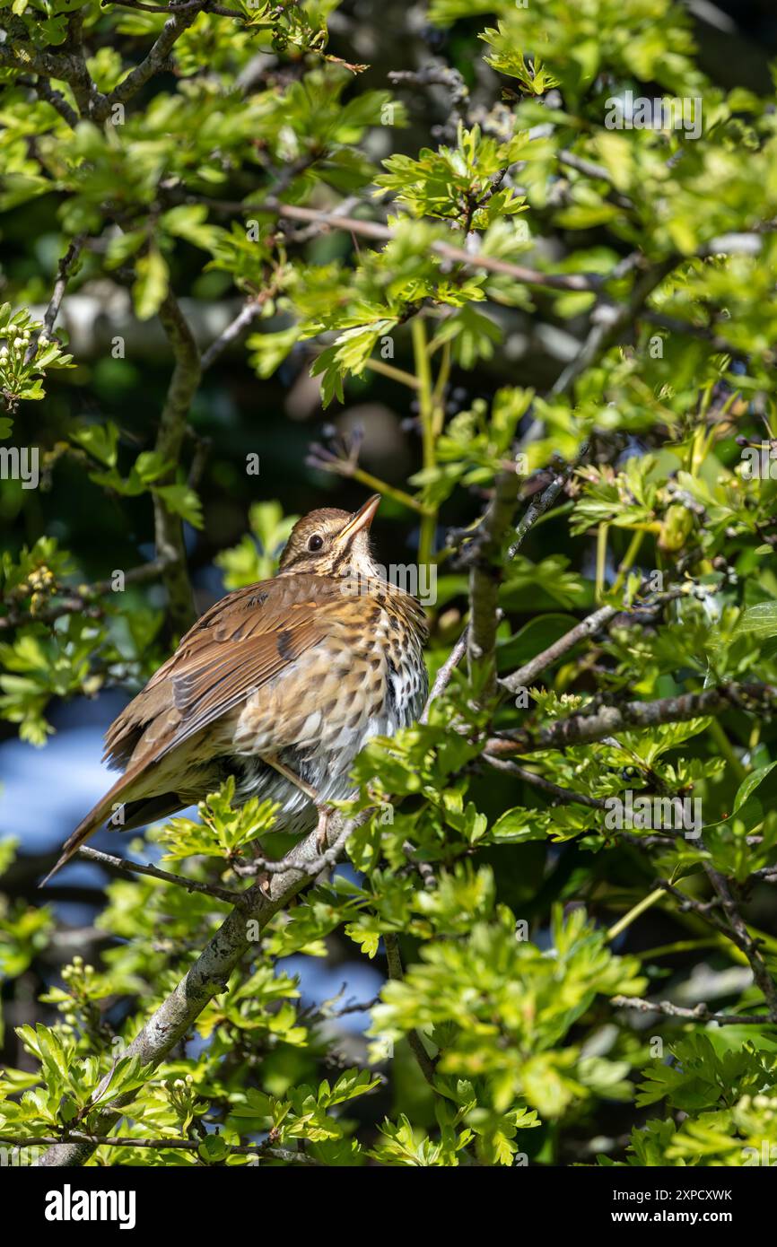A Song Thrush, a bird known for its melodious song and insect diet, captured in Phoenix Park ...