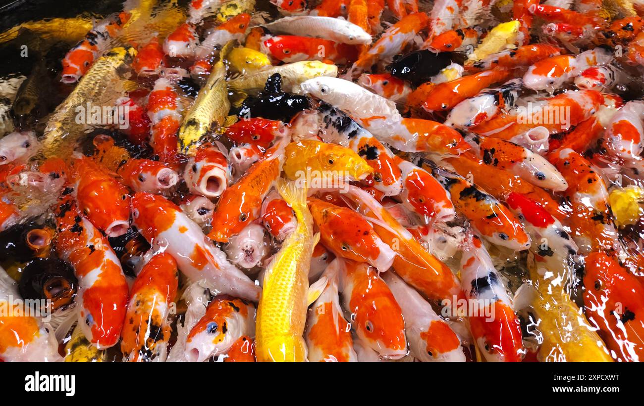 Top view of colorful Koi fishes or Japanese Koi carp swimming in the ...