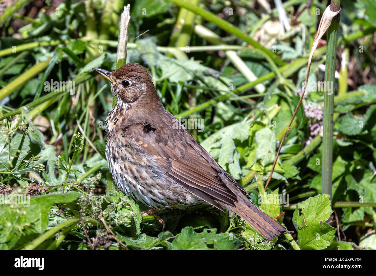 A Song Thrush, a bird known for its melodious song and insect diet, captured in Phoenix Park ...