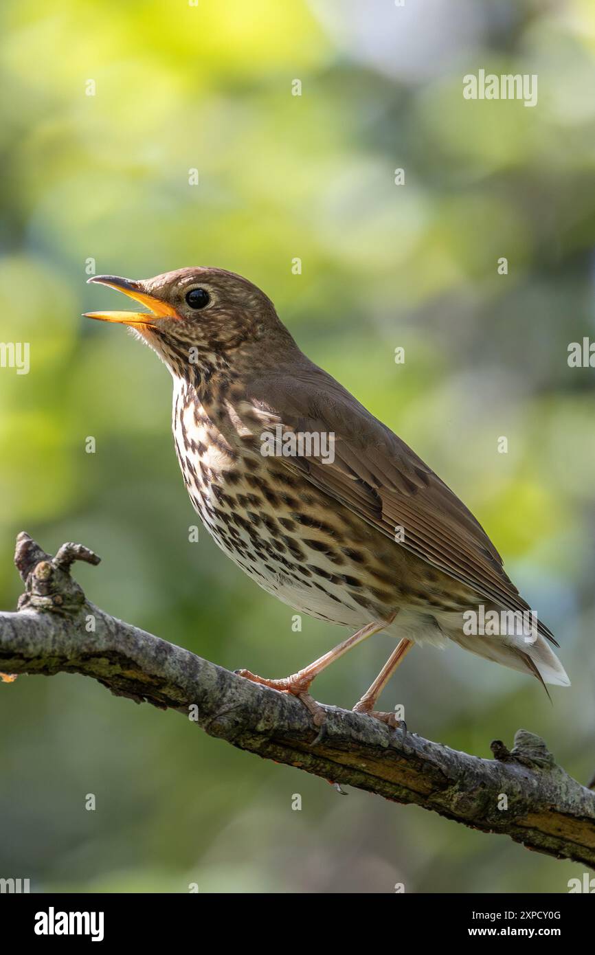 A Song Thrush, a bird known for its melodious song and insect diet, captured in Phoenix Park ...