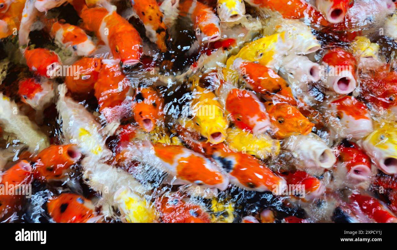Top view of colorful Koi fishes or Japanese Koi carp swimming in the ...