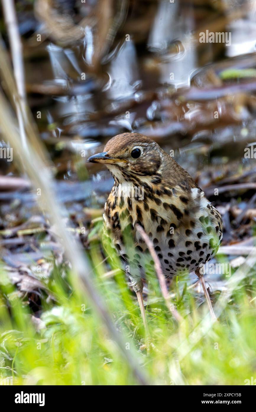 A Song Thrush, a bird known for its melodious song and insect diet, captured in Phoenix Park ...