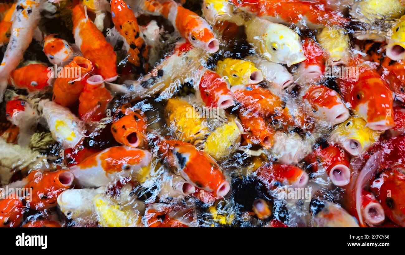 Colorful koi fish compete food hi-res stock photography and images - Alamy