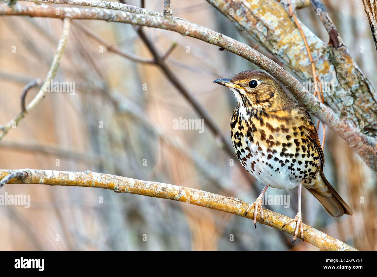 A Song Thrush, a bird known for its melodious song and insect diet, captured in Phoenix Park ...