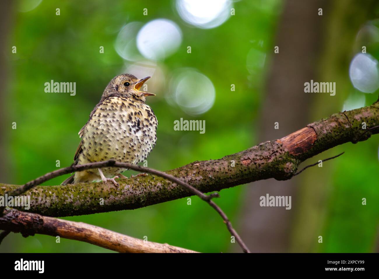 A Song Thrush, a bird known for its melodious song and insect diet, captured in Phoenix Park ...