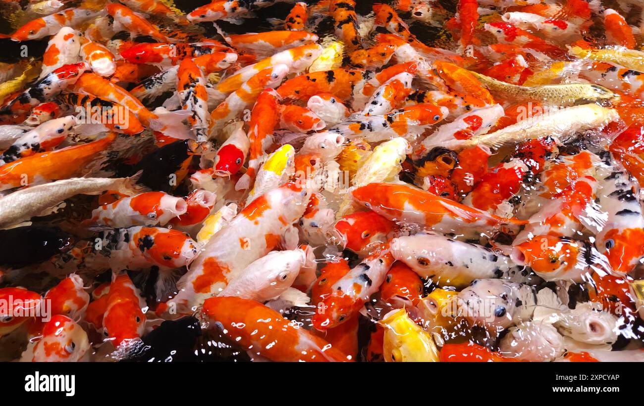 Top view many colorful Koi fish or Japanese Koi carp swimming freely in ...