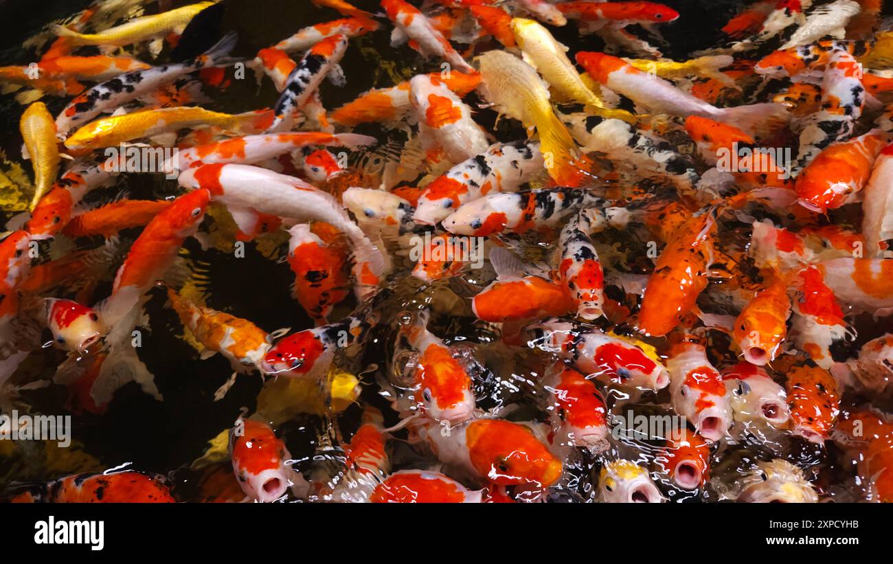 Top view of colorful Koi fishes or Japanese Koi carp swimming in the ...