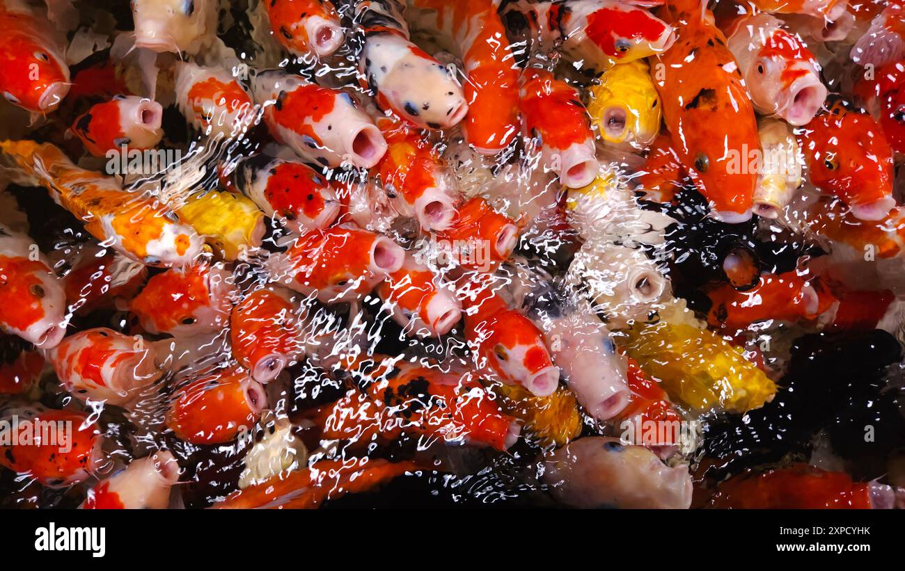 Top view of colorful Koi fishes or Japanese Koi carp swimming in the ...