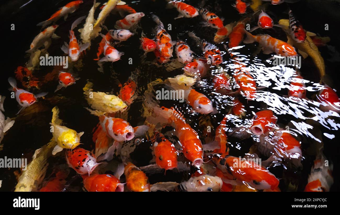 Top view many colorful Koi fish or Japanese Koi carp swimming freely in ...