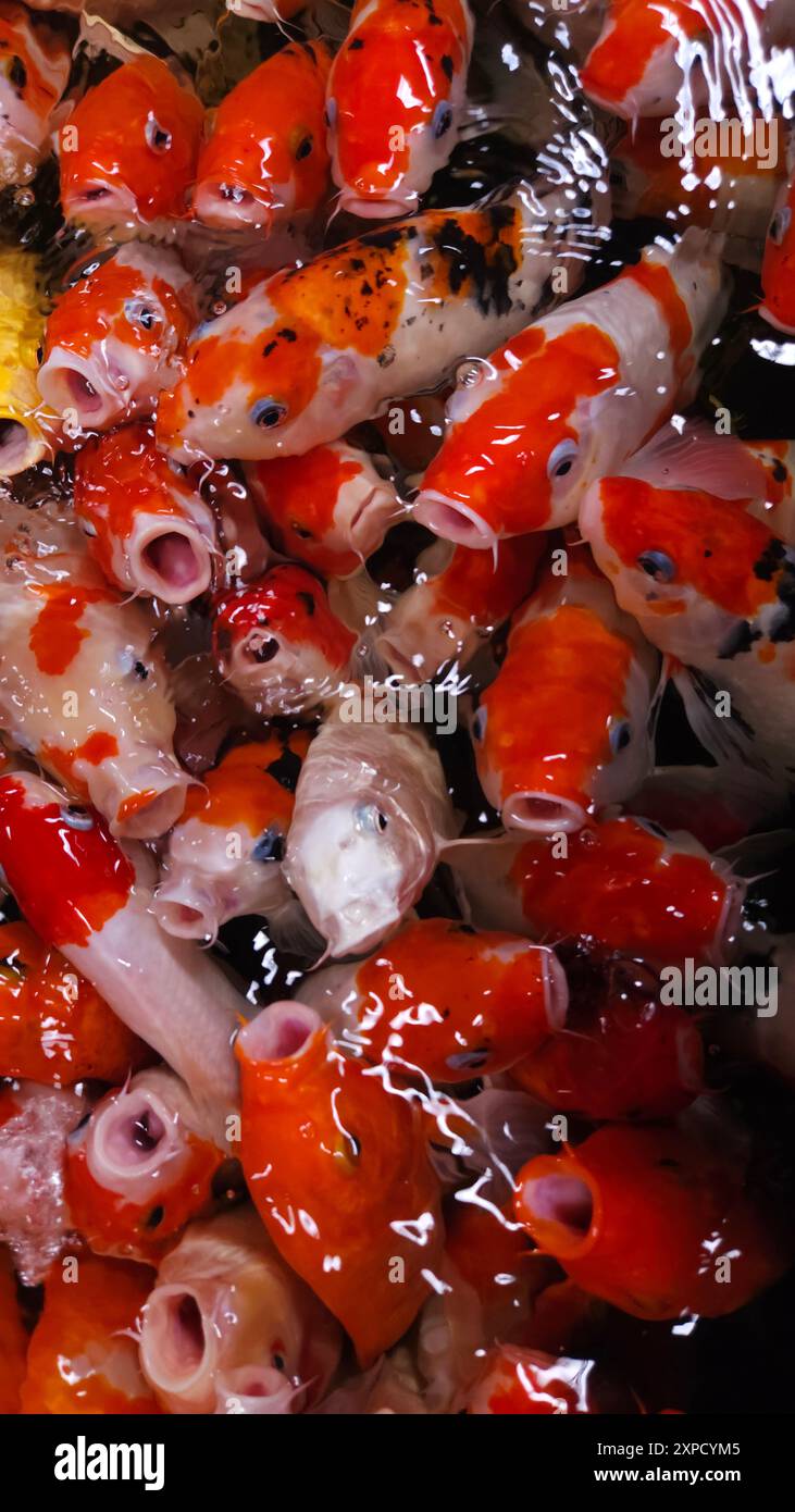 Carp varieties hi-res stock photography and images - Alamy