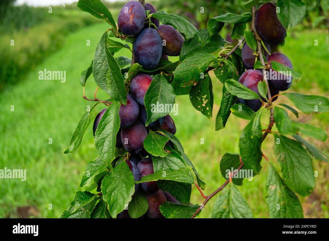 Harvesting fruits in the largest connected fruit growing area in Europe ...