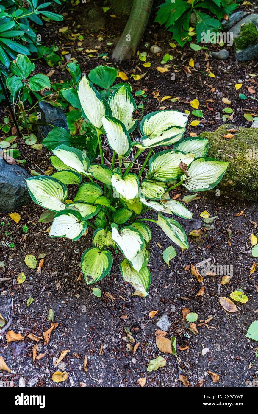 A yellow hosta plant at a garden in Seatac, Washington Stock Photo - Alamy