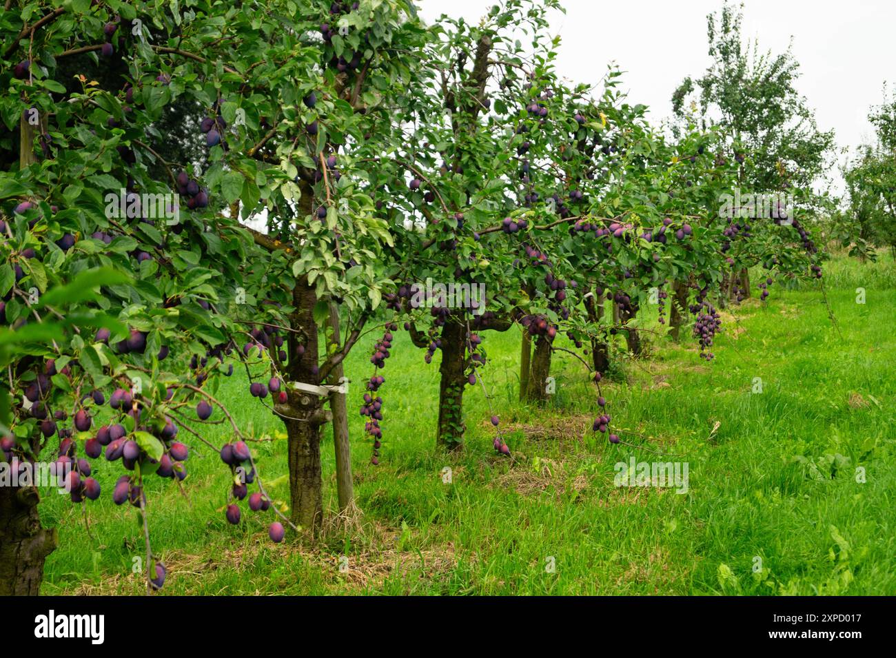 Harvesting fruits in the largest connected fruit growing area in Europe ...