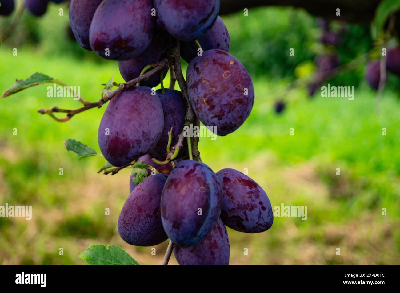 Harvesting fruits in the largest connected fruit growing area in Europe ...