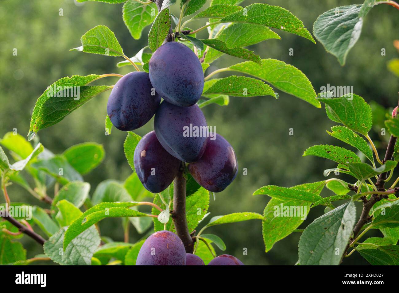 Harvesting fruits in the largest connected fruit growing area in Europe ...
