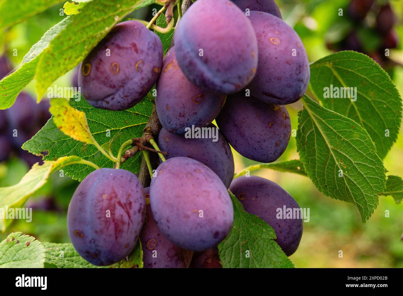 Harvesting fruits in the largest connected fruit growing area in Europe ...