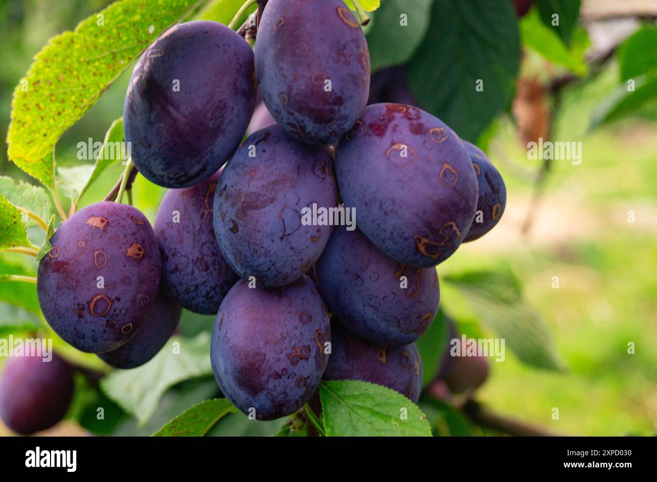 Harvesting fruits in the largest connected fruit growing area in Europe ...