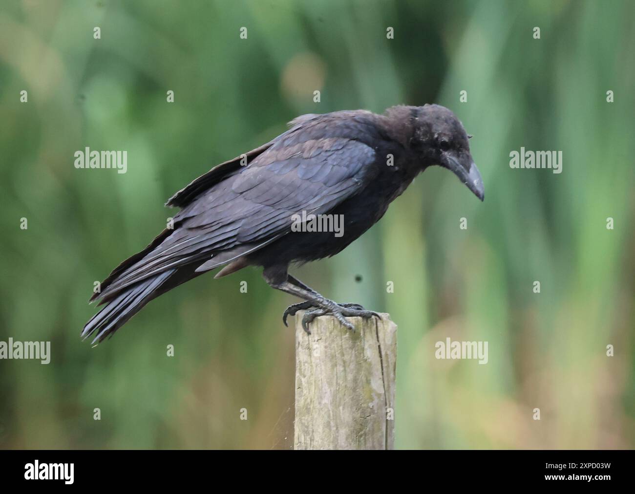 Purfleet Essex, UK. 05th Aug, 2024. PURFLEET, United Kingdom, August 05 ...