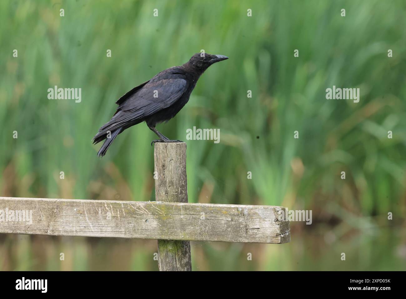 Purfleet Essex, UK. 05th Aug, 2024. PURFLEET, United Kingdom, August 05 ...