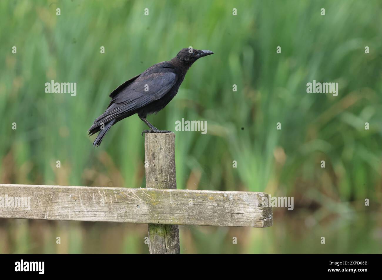 Purfleet Essex, UK. 05th Aug, 2024. PURFLEET, United Kingdom, August 05 ...