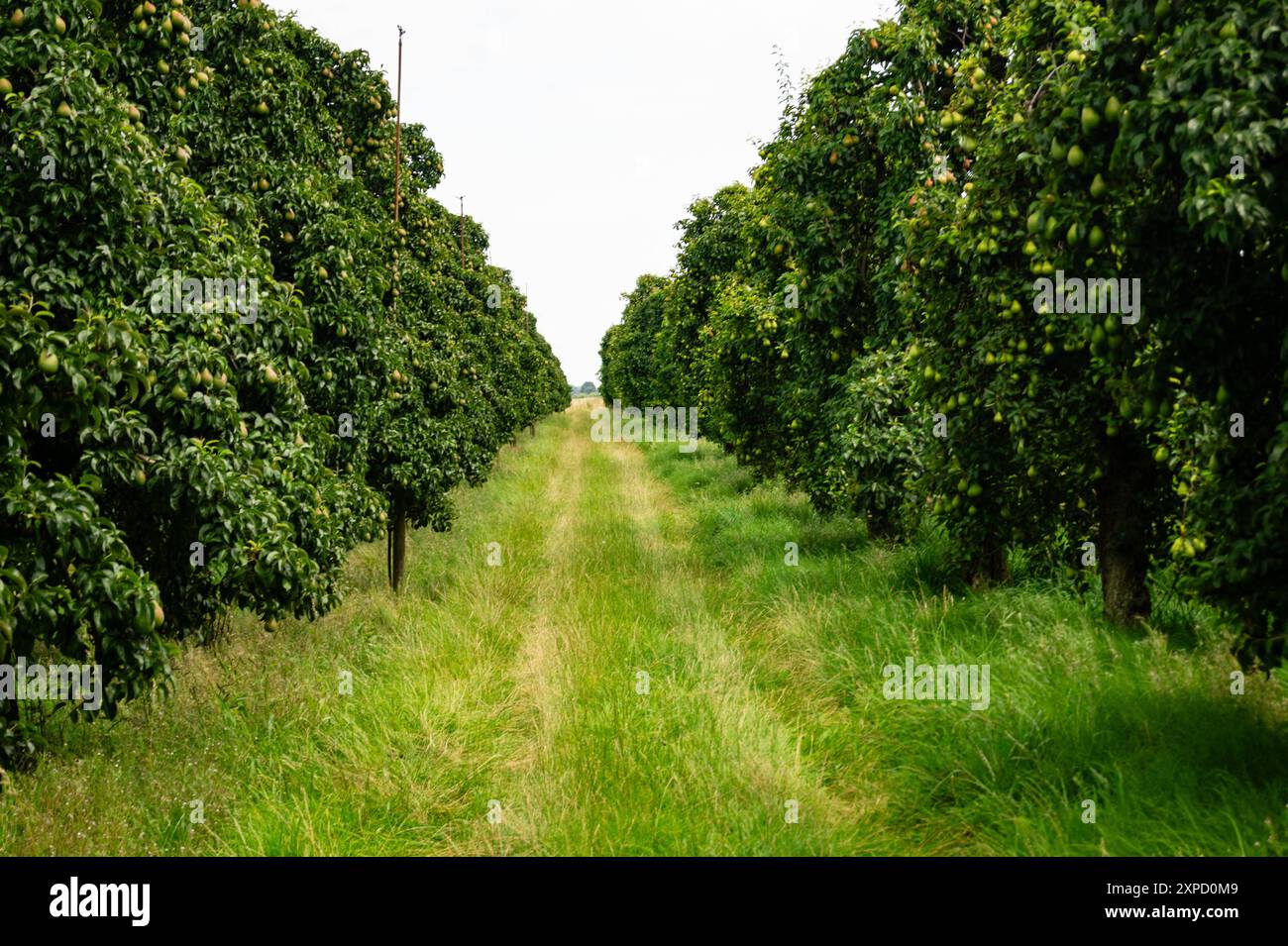 Harvesting fruits in the largest connected fruit growing area in Europe ...