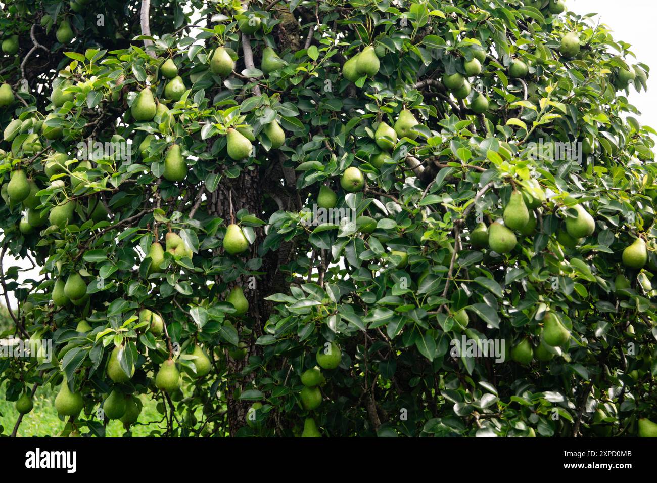 Harvesting fruits in the largest connected fruit growing area in Europe ...