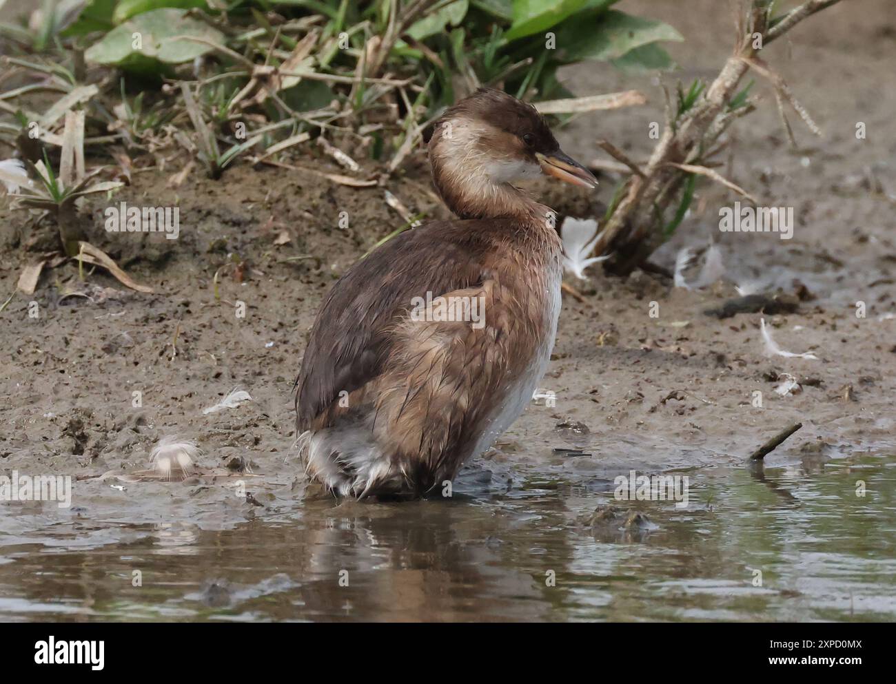 Purfleet Essex, UK. 05th Aug, 2024. PURFLEET, United Kingdom, August 05 ...