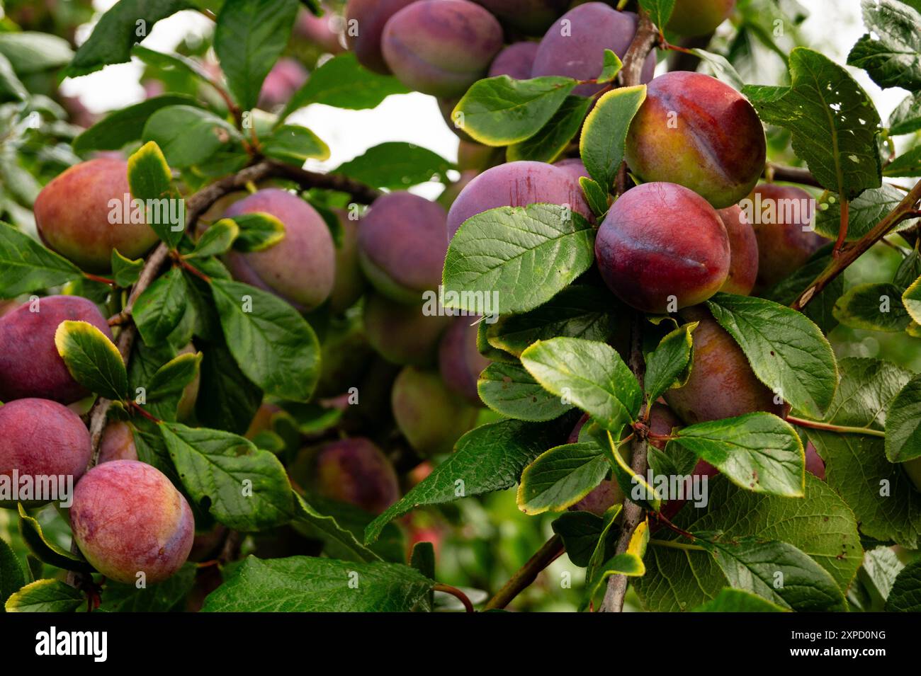 Harvesting fruits in the largest connected fruit growing area in Europe ...