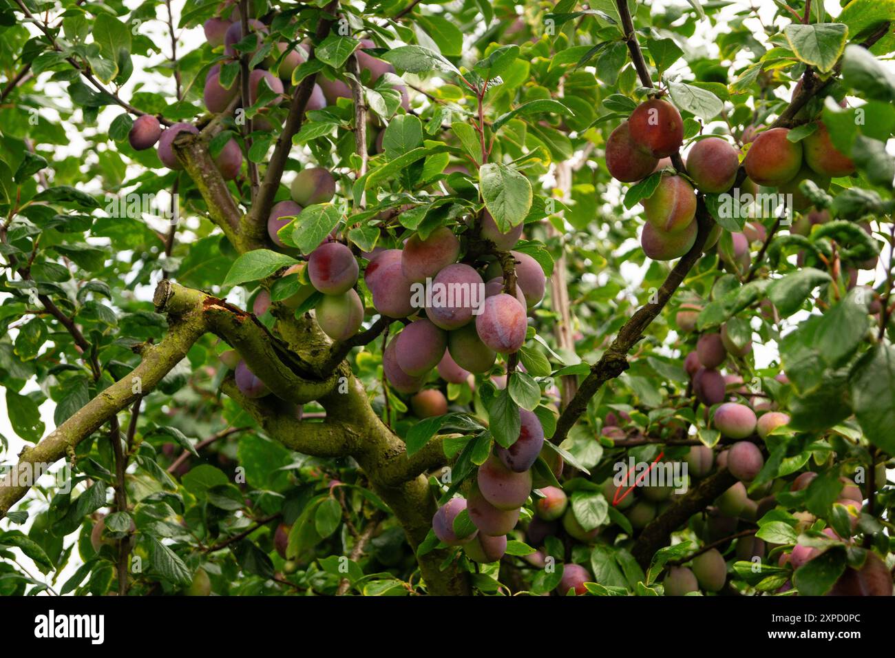 Harvesting fruits in the largest connected fruit growing area in Europe ...