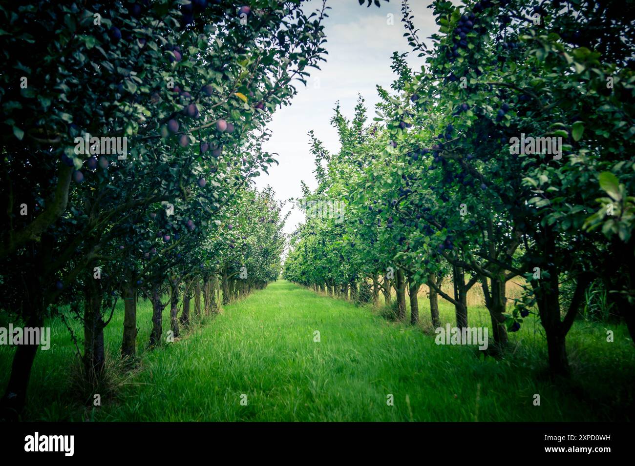 Harvesting fruits in the largest connected fruit growing area in Europe ...