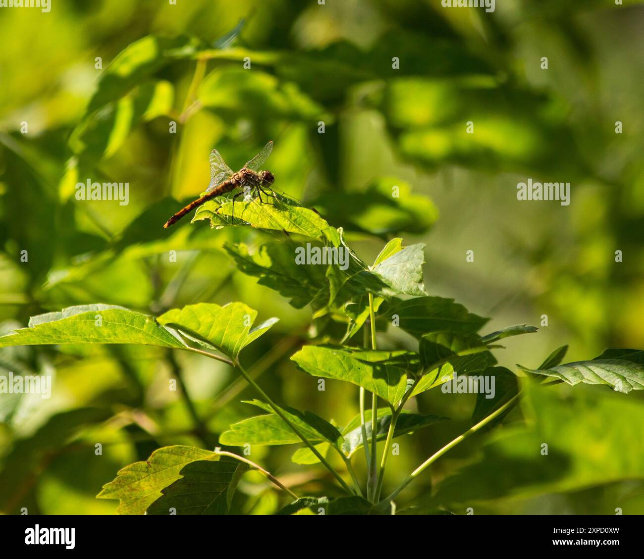 Dragonfly Common scaly-bellied on a tree branch Stock Photo - Alamy