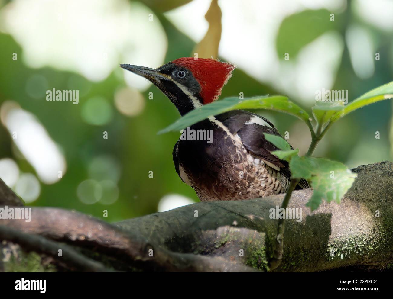 Lineated woodpecker, Linienspecht, Pic ouentou, Dryocopus lineatus ...