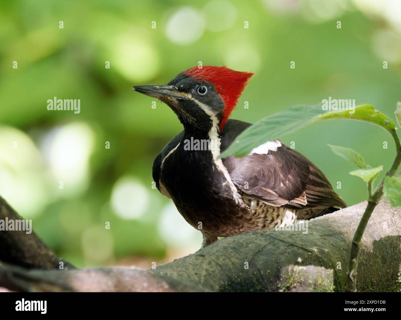 Lineated woodpecker, Linienspecht, Pic ouentou, Dryocopus lineatus ...