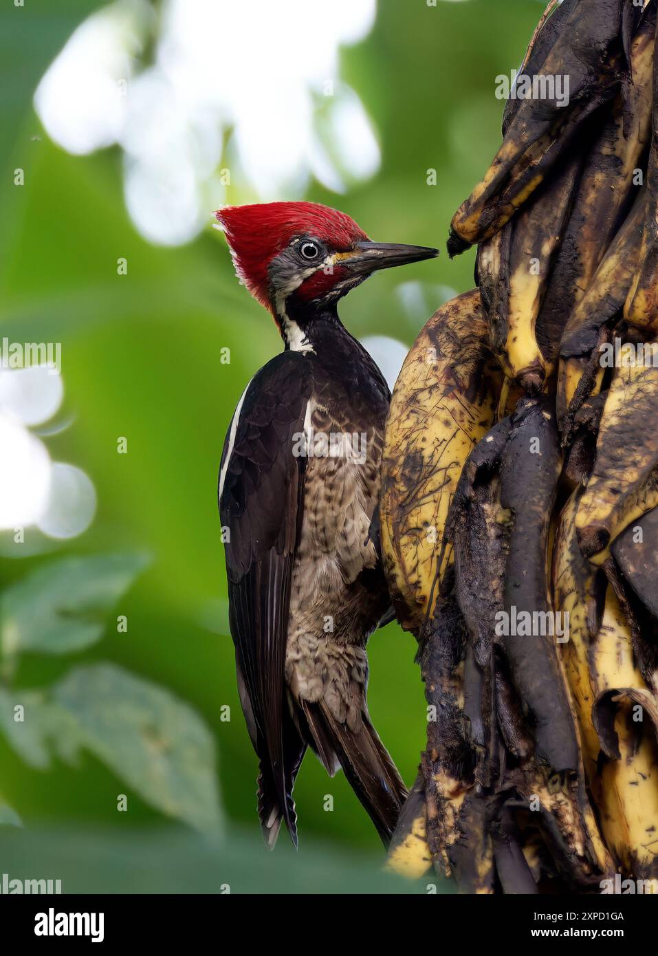 Lineated woodpecker, Linienspecht, Pic ouentou, Dryocopus lineatus ...