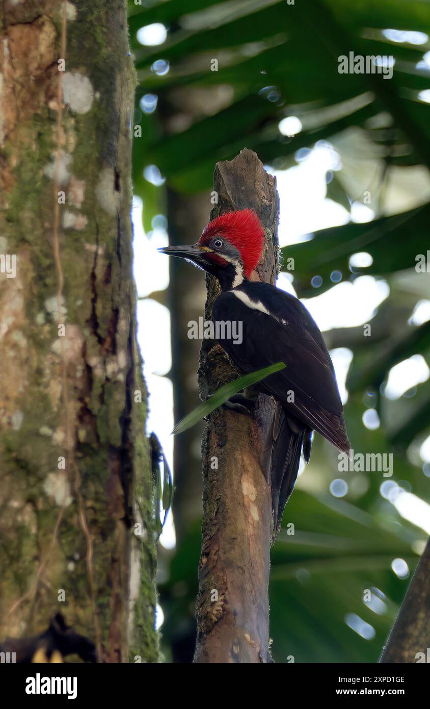 Lineated woodpecker, Linienspecht, Pic ouentou, Dryocopus lineatus ...