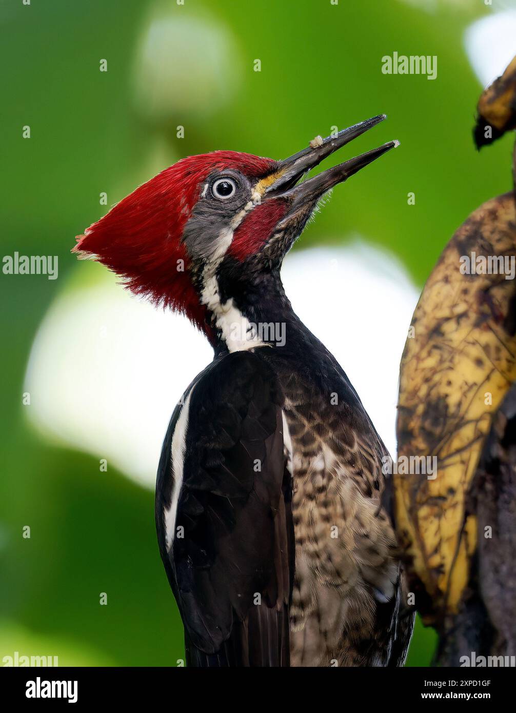 Lineated woodpecker, Linienspecht, Pic ouentou, Dryocopus lineatus ...