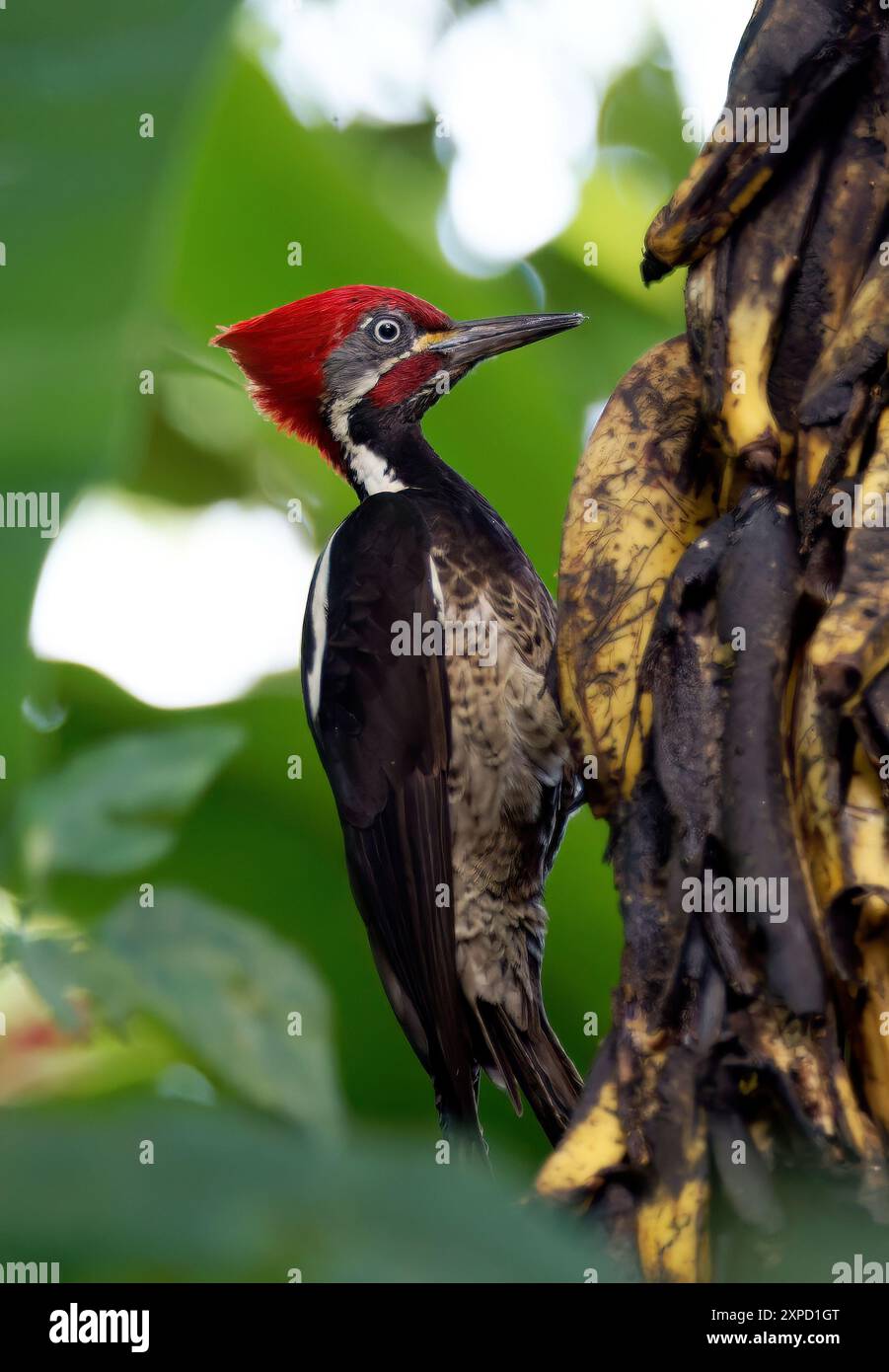 Lineated woodpecker, Linienspecht, Pic ouentou, Dryocopus lineatus ...