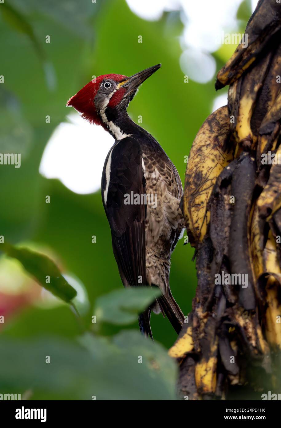 Lineated woodpecker, Linienspecht, Pic ouentou, Dryocopus lineatus ...