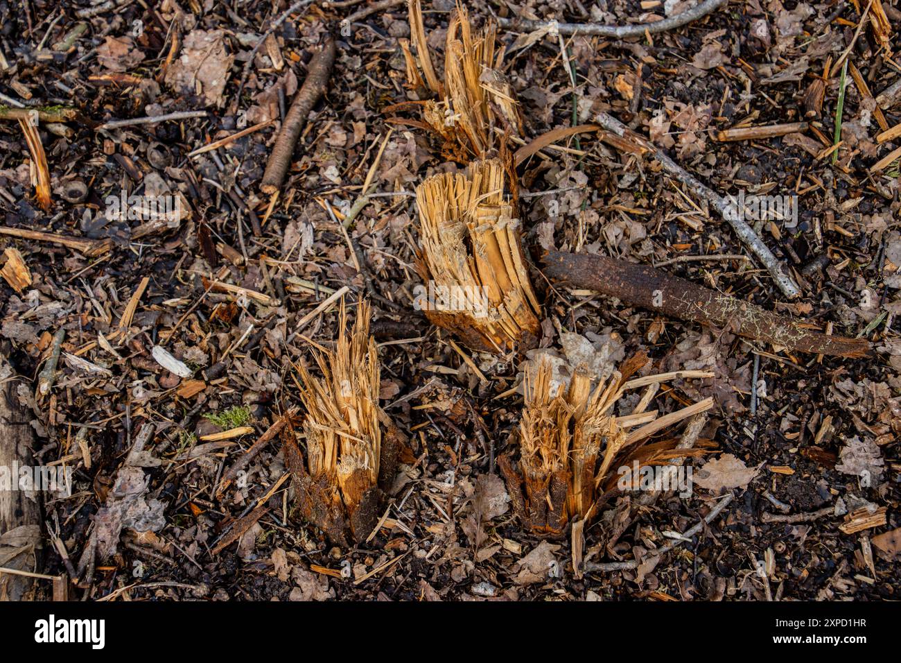 Frayed leaves hi-res stock photography and images - Alamy