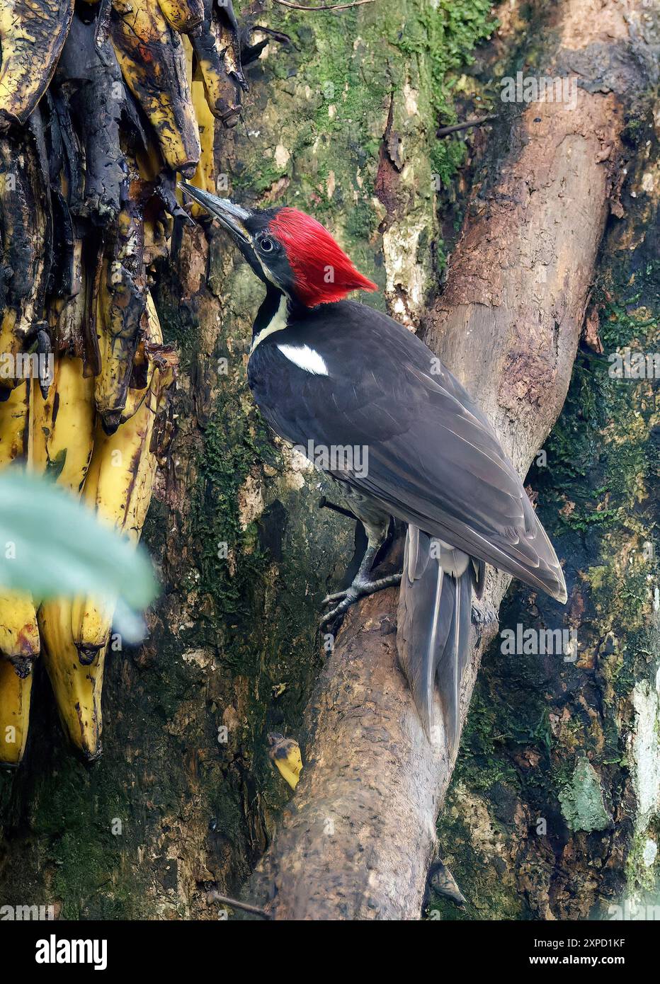 Lineated woodpecker, Linienspecht, Pic ouentou, Dryocopus lineatus ...