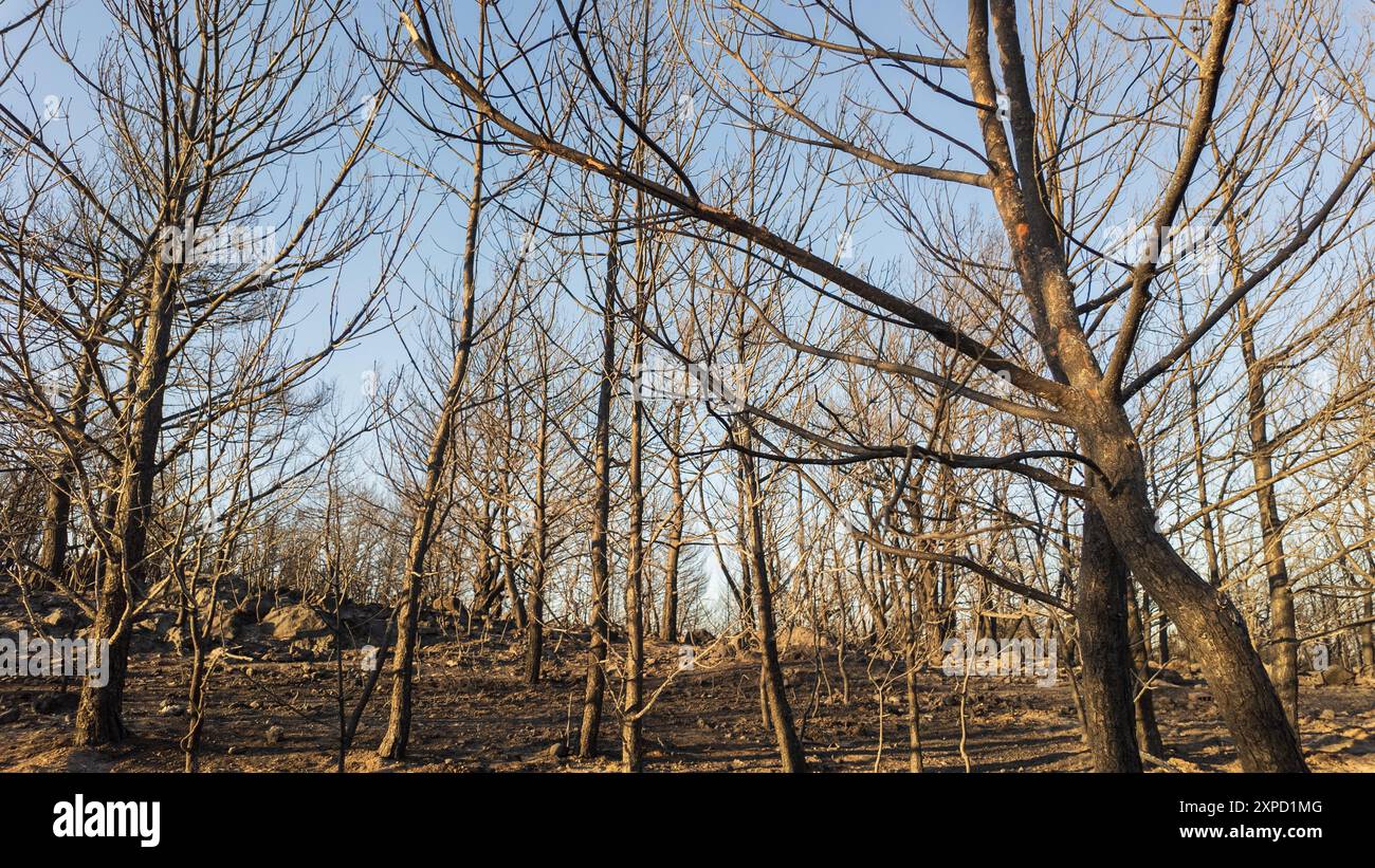 Completely burnt trees after fire hi-res stock photography and images ...