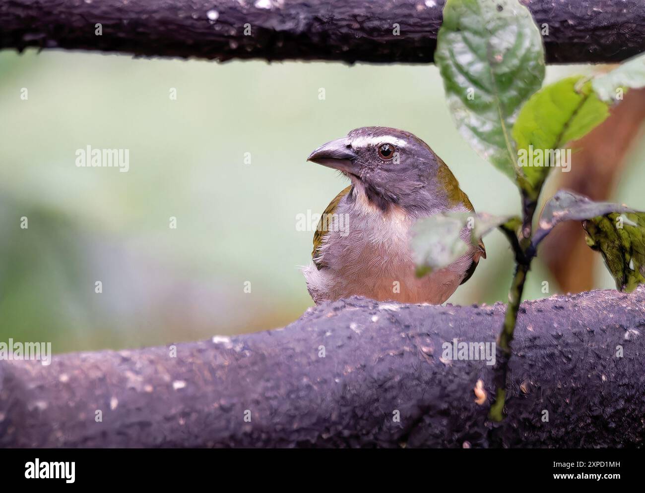 Buff-throated saltator, Saltator grands-bois, Saltator maximus, fakó ...