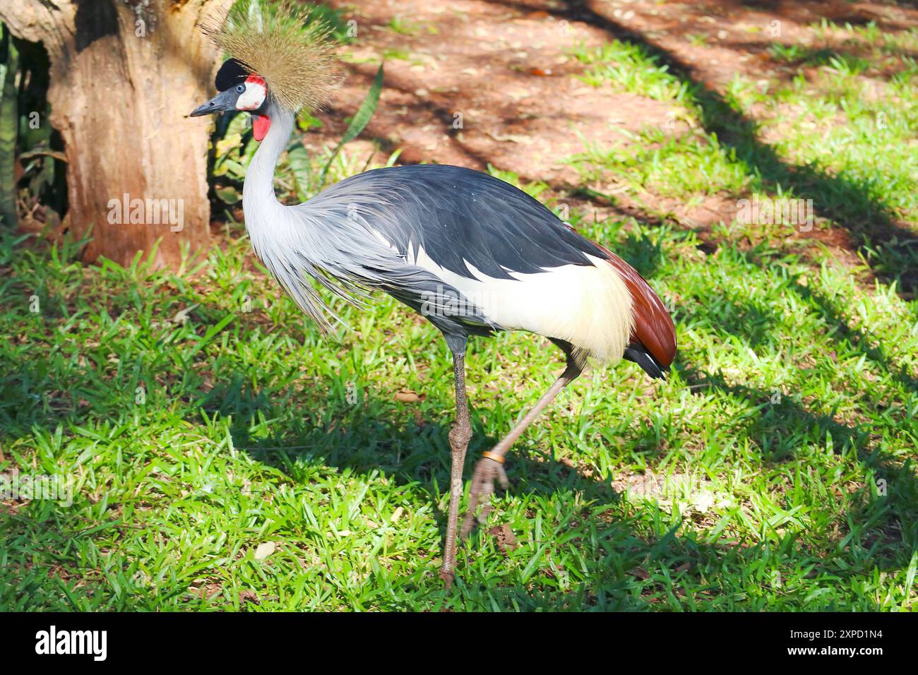 Closeup of a Gorgeous Grey Crowned Crane Bird, Foz do Iguacu, Brazil ...