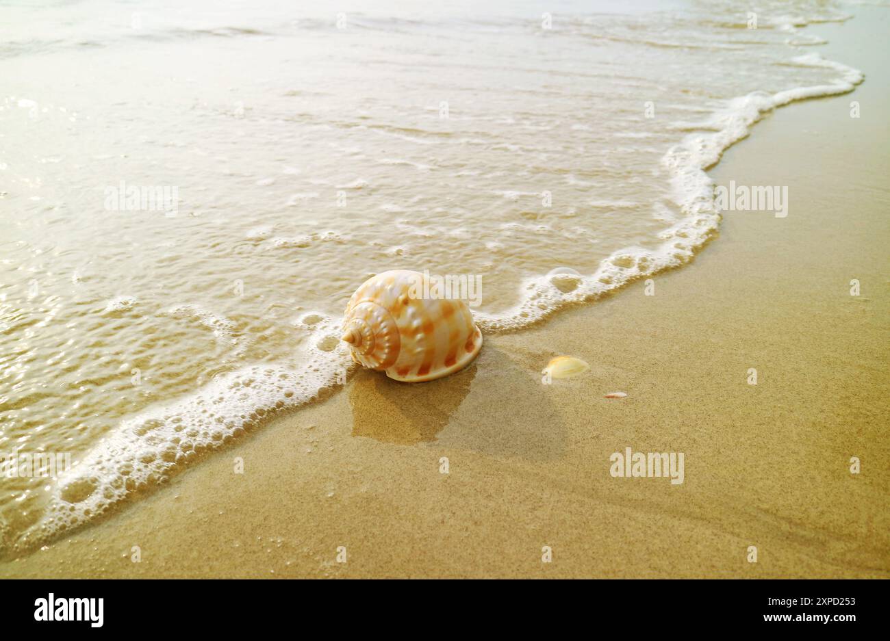 Natural Scotch Bonnet Seashell Isolated on Waves Crashing Beach Stock ...