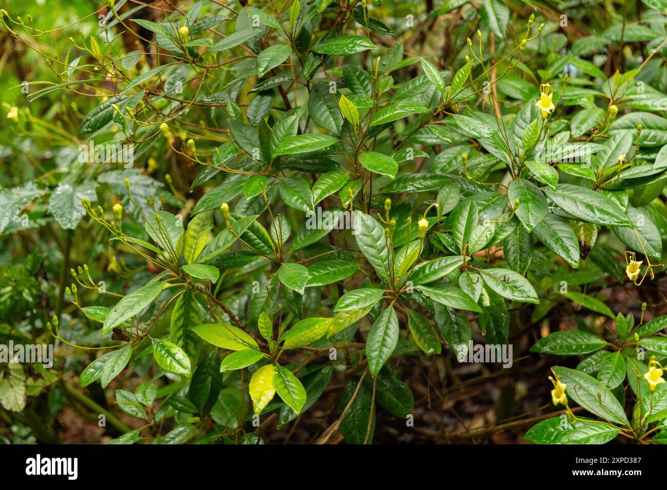 Zurich, Switzerland, January 5, 2024 Gesneria Pedunculosa plant at the ...