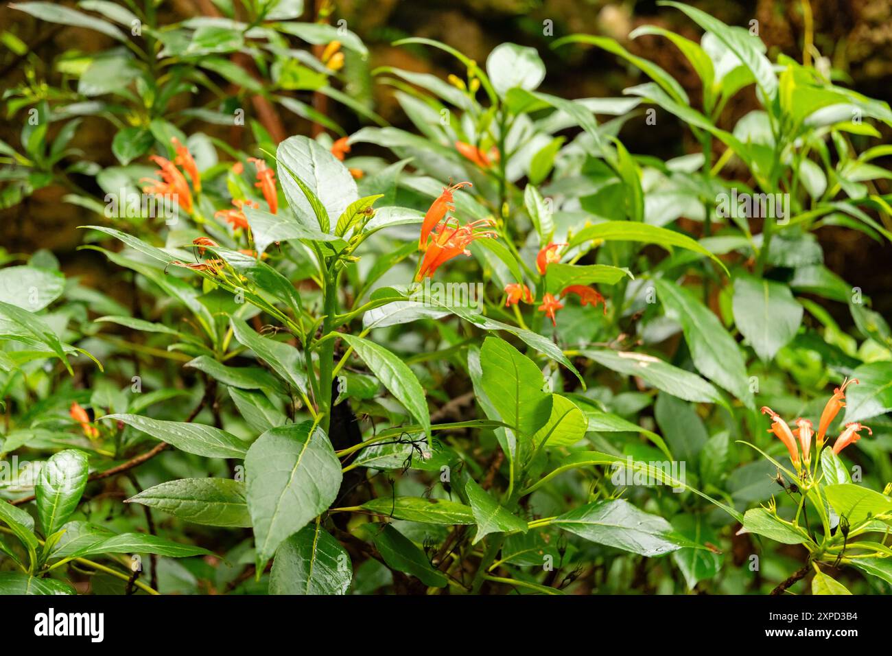 Zurich, Switzerland, January 5, 2024 Gesneria Ventricosa plant at the ...