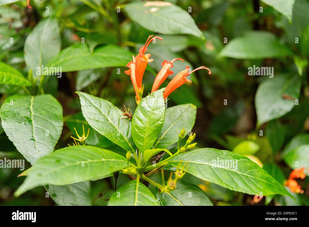 Zurich, Switzerland, January 5, 2024 Gesneria Ventricosa plant at the ...